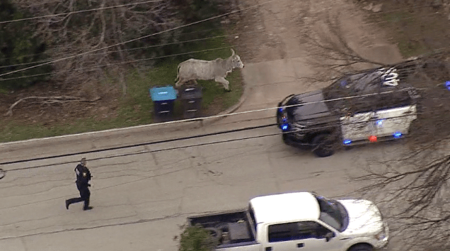 Insólita persecución: Vaca hace de las suyas en Fort Worth – Telemundo ...