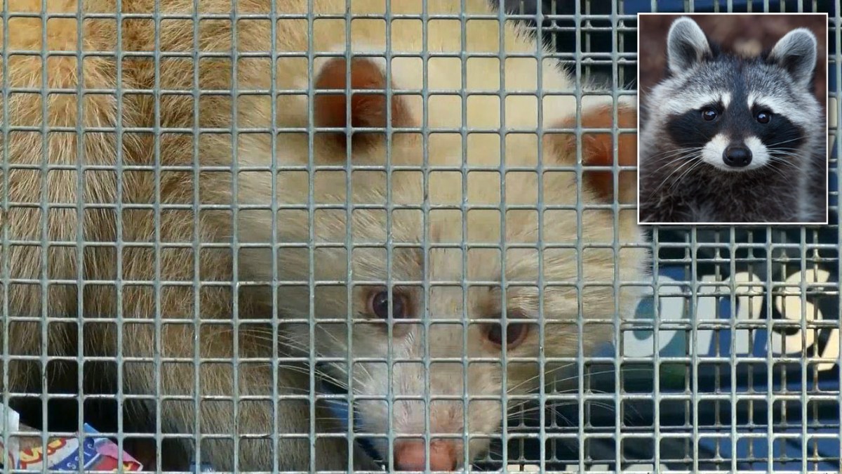 Fenómeno de la naturaleza: capturan a mapache albino – Telemundo Dallas ...