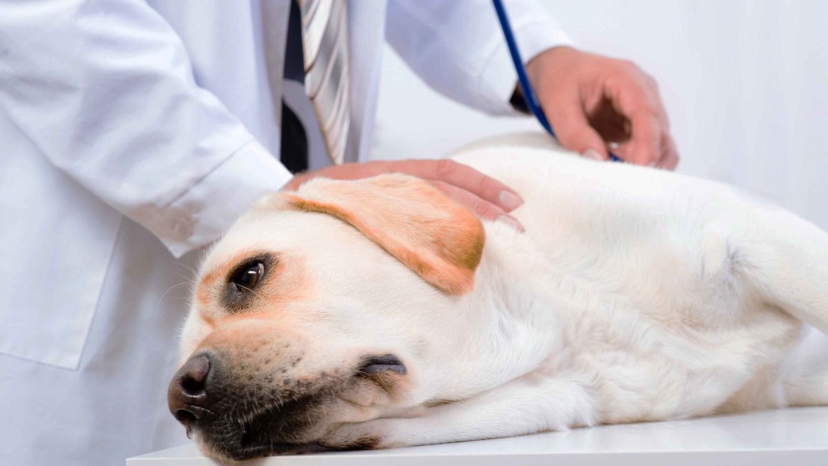 Datos de la influenza canina – Telemundo Dallas (39)