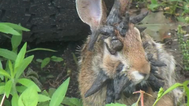 Conoce al horrible conejo Frankenstein – Telemundo Dallas (39)
