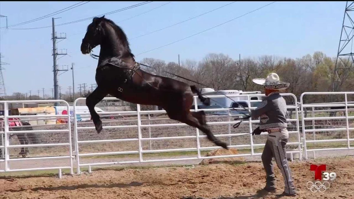 La cabriola, el salto que solo 1 de 100 caballos hace – Telemundo ...