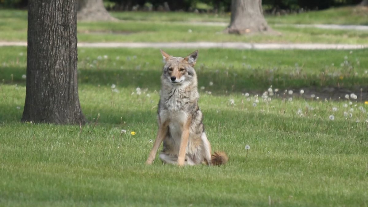 Aumentan los reportes por avistamientos de coyotes en el norte de Texas ...