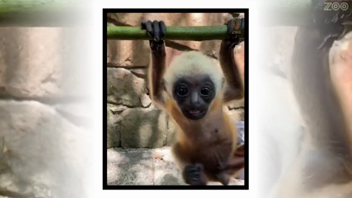 Gibón bebé del zoológico de Dallas ya tiene nombre – Telemundo Dallas (39)