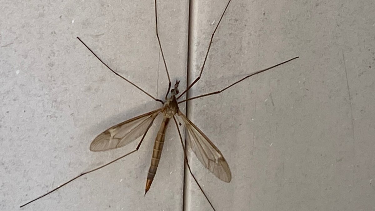 What Are Crane Flies? Spring in Texas Means Swarms of Bugs – NBC 5 ...