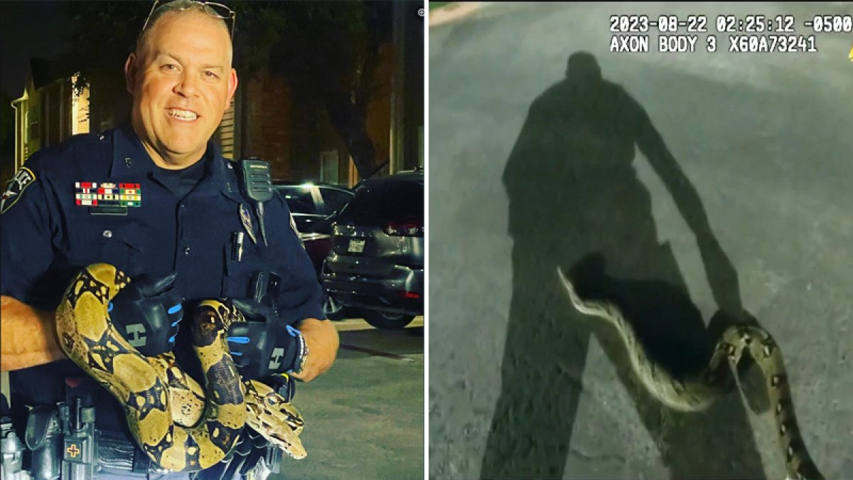 Capturan gigantesca serpiente en un complejo de viviendas en Irving ...