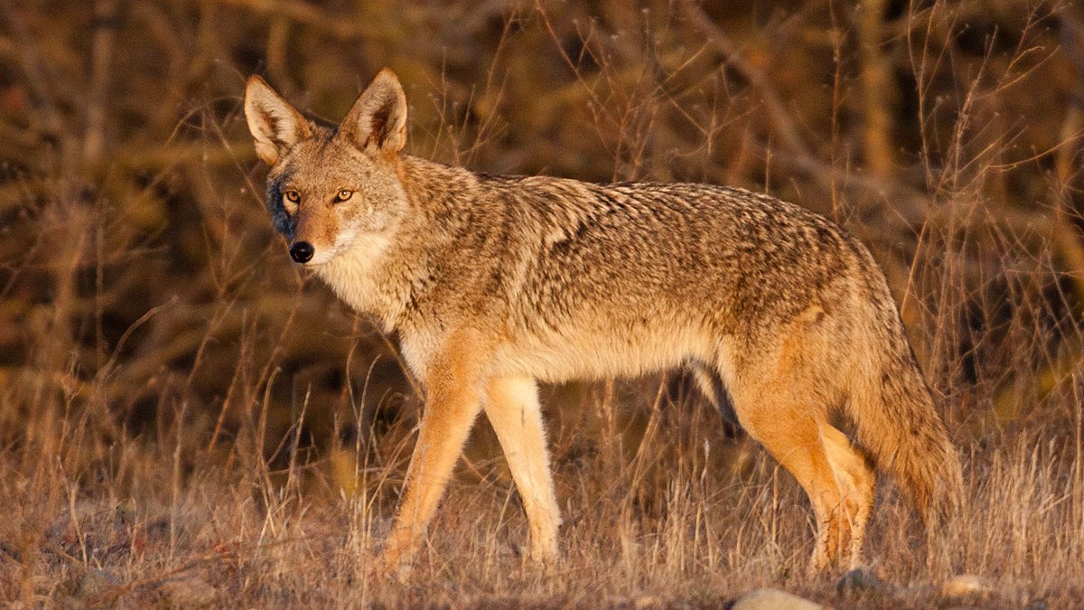 Coyote persigue a dos menores en un sendero del White Rock Lake en ...