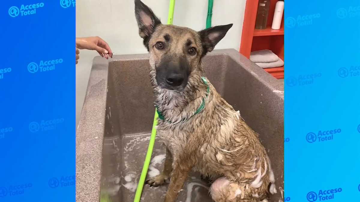 Celebrando a los héroes de mascotas: Happy K9 – Telemundo Dallas (39)