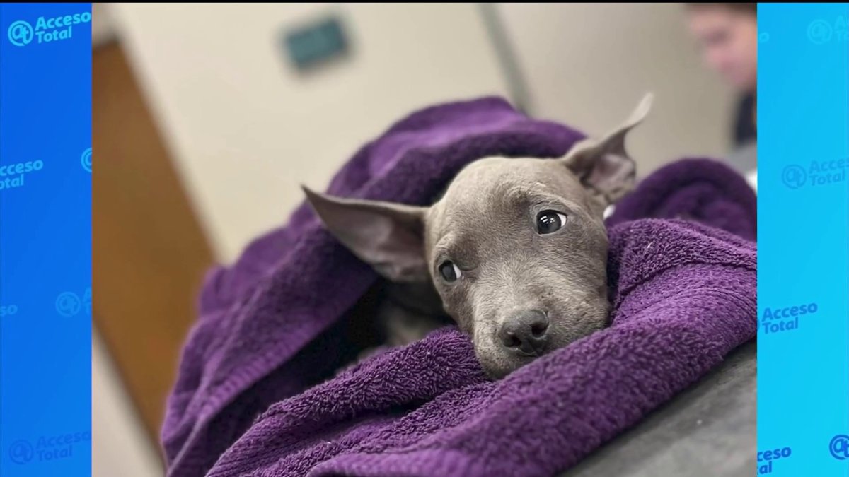 Celebrando a los héroes de mascotas: CHEW Animal Hospital – Telemundo ...