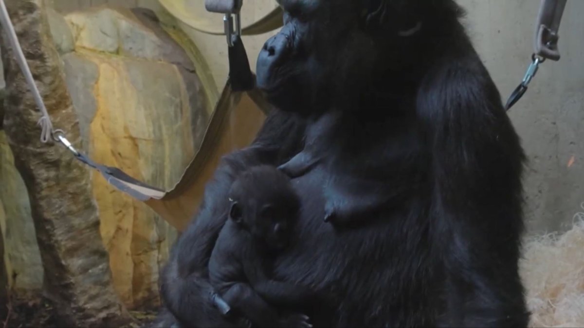 Bebé gorila nacida en Fort Worth, ya tiene nueva madre en un zoológico ...
