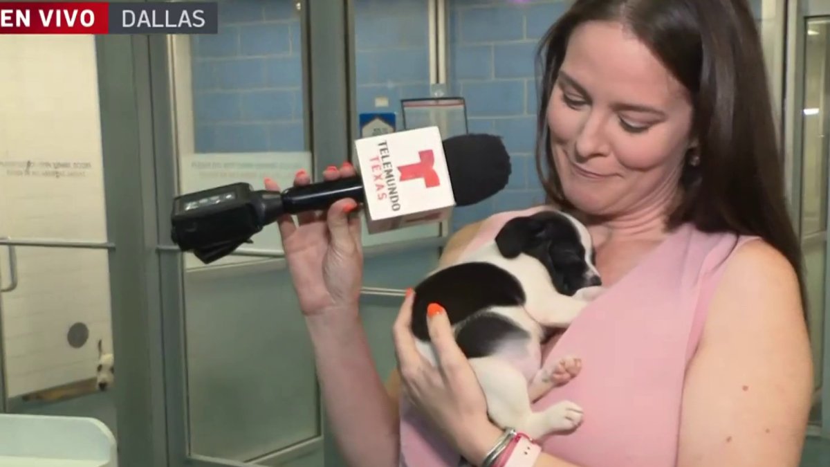 Piense en adoptar una mascota este fin de semana – Telemundo Dallas (39)