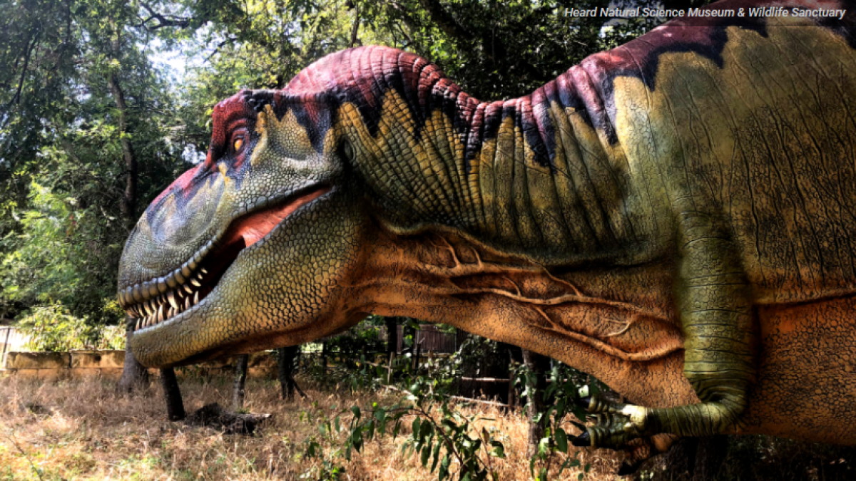 ¡Dinosaurios en vivo! vuelve al Heard – Telemundo Dallas (39)
