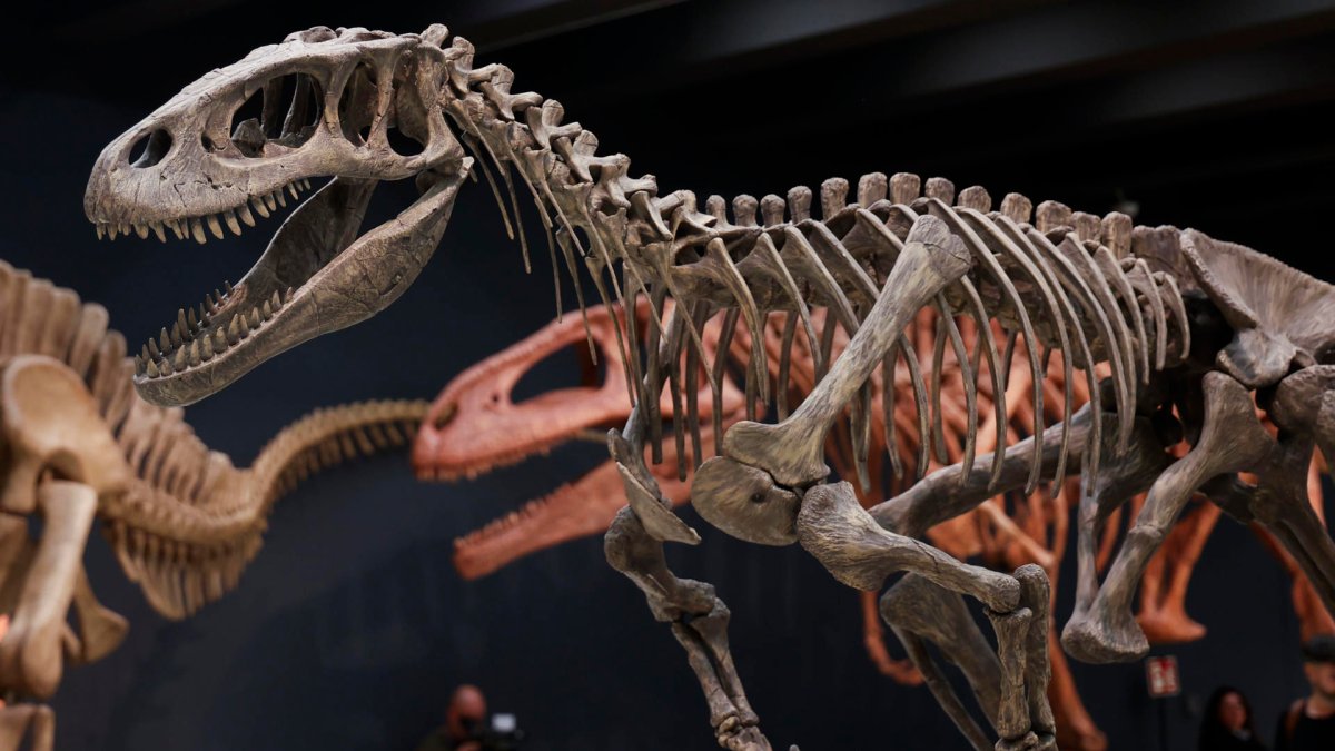 Descubren reptil que puede aportar pistas del origen de los dinosaurios ...