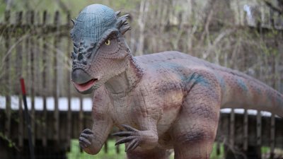 ¡Dinosaurios en Vivo! celebra su 20º aniversario – Telemundo Dallas (39)
