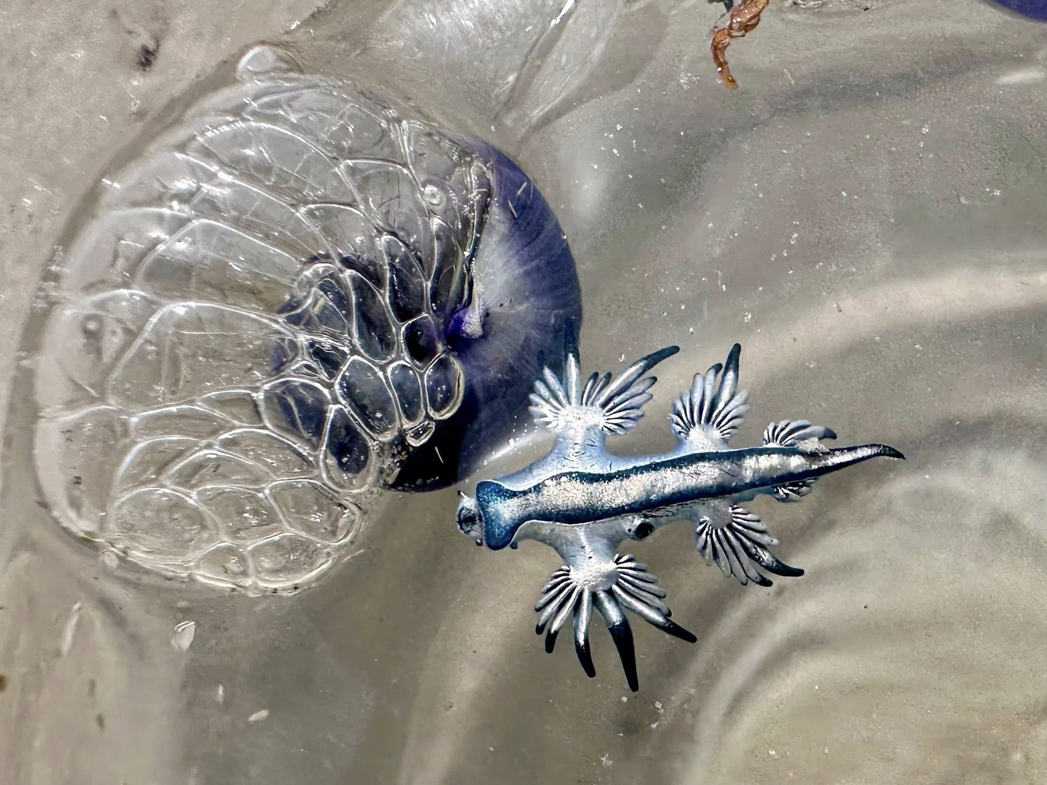 Blue dragons o dragones azules aparecen en playas de Galveston ...
